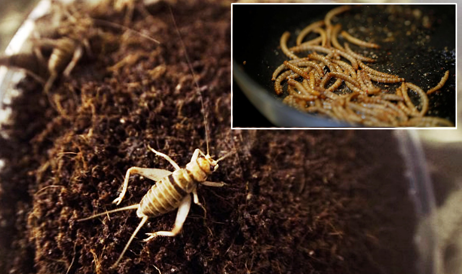 El alimento del futuro: El Senasa supervisa la producción de harina de ...